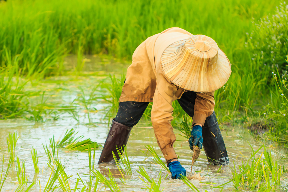 Chaucer and JBA unveil crop model for India