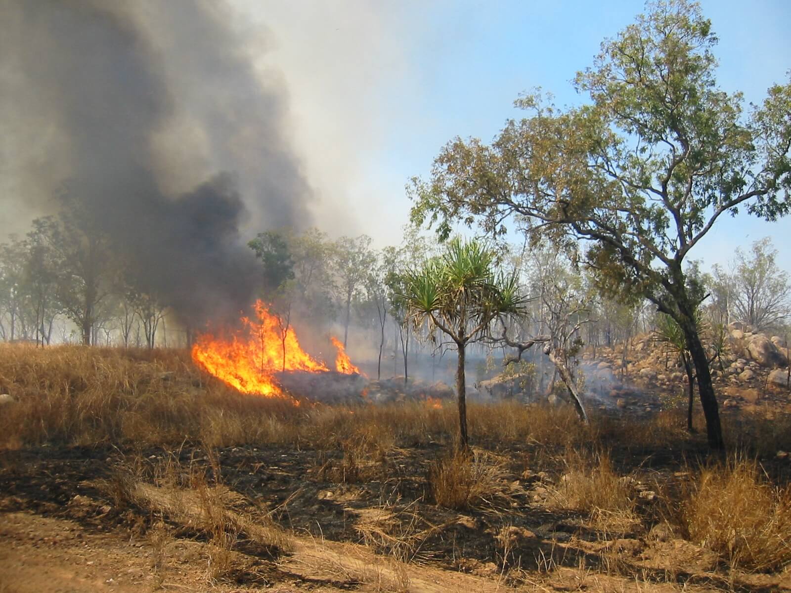 ICA declares bushfire catastrophes